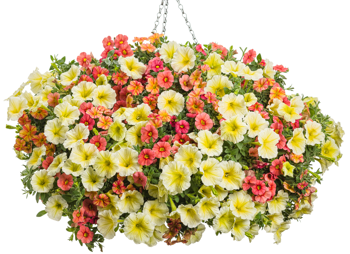 5 Ways to Design with Patterned Flowers | Proven Winners