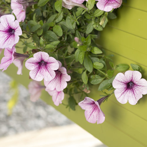Supertunia® - What's the Difference? | Proven Winners