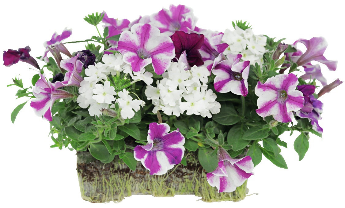 Proven Winners Flower Pillows | Best Flower Site