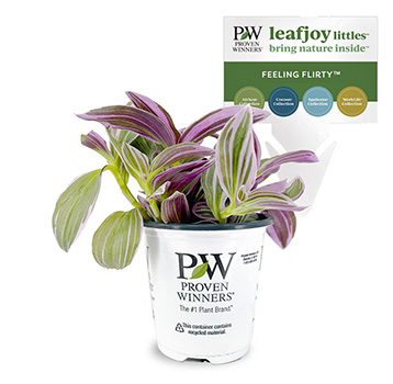 leafjoy® bring nature inside - Retailers Guide | Proven Winners
