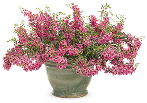 How to Succeed with Angelonia - Ultimate Growing Guide | Proven Winners