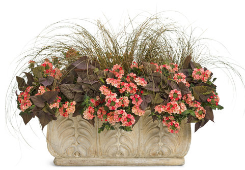 Think Out-of-the-Box for Fall Containers in Warm Climates | Proven Winners