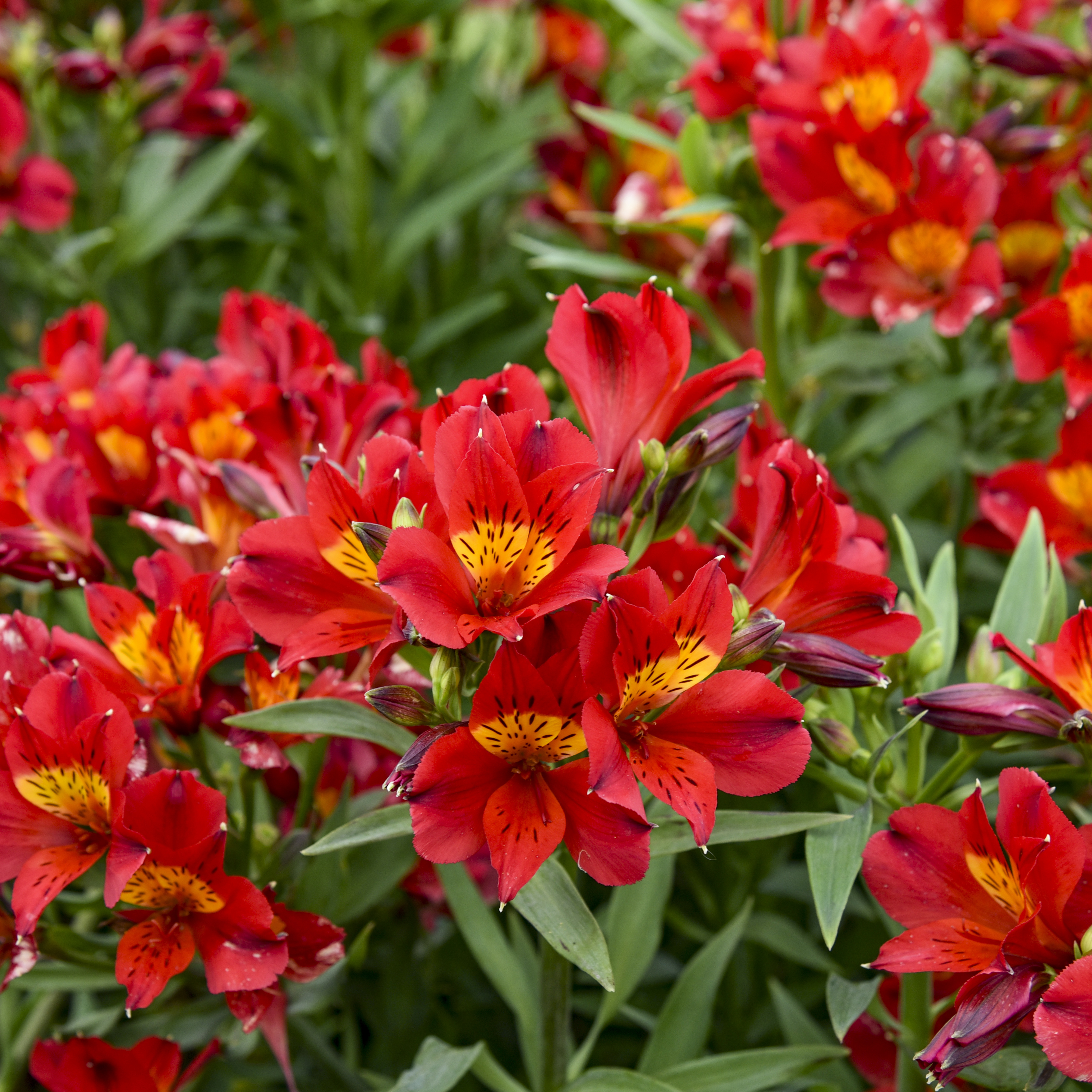 Red Alstroemeria Varieties
