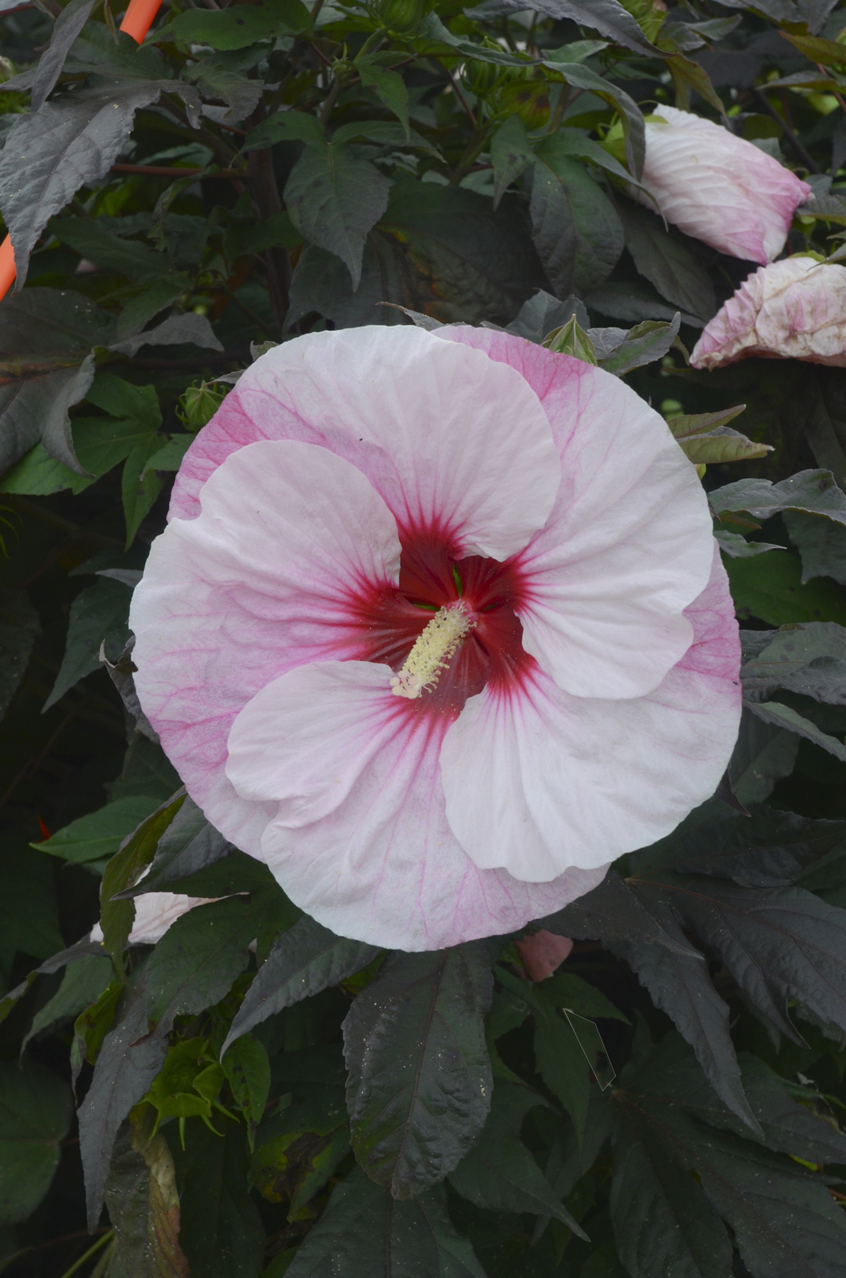Perfect Storm Hibiscus Plant 17 Compact Hardy Hibiscus Plants For