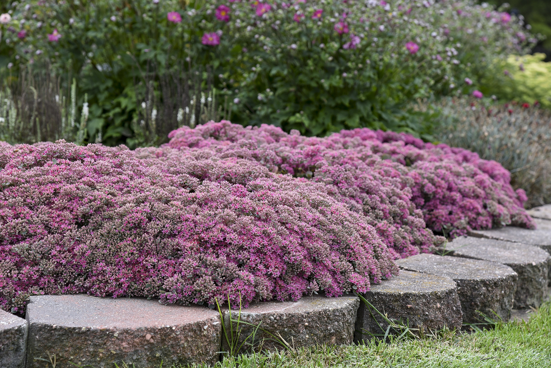 Stonecrop Sedum