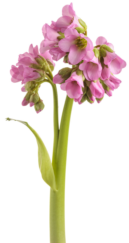 Bergenia cordifolia - Pigsqueak - 'Miss Piggy' - Pleasant View Gardens