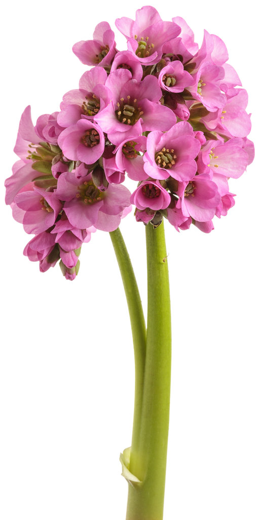 Bergenia cordifolia - Pigsqueak - 'Miss Piggy' - Pleasant View Gardens