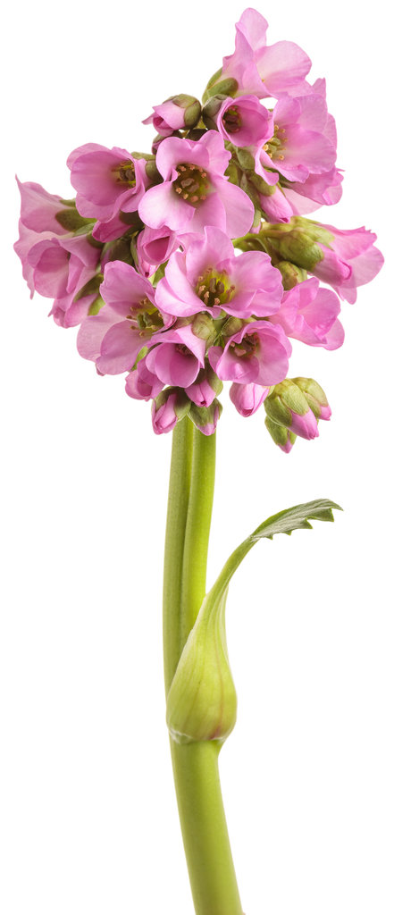 Bergenia cordifolia - Pigsqueak - 'Miss Piggy' - Pleasant View Gardens
