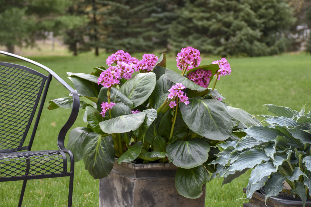 Bergenia cordifolia - Pigsqueak - 'Miss Piggy' - Pleasant View Gardens