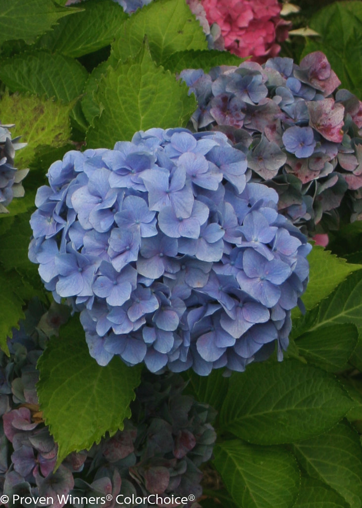 Hydrangea - Cityline® Vienna - Pleasant View Gardens