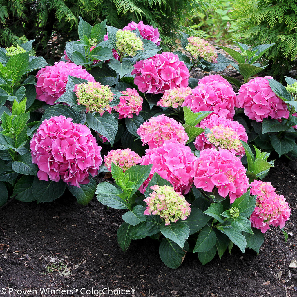 Hydrangea - Cityline® Vienna - Pleasant View Gardens