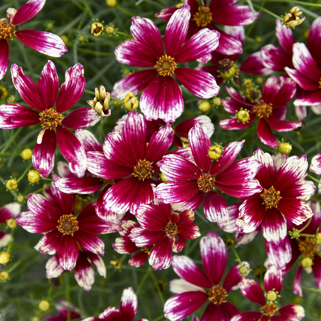 Coreopsis verticillata - Threadleaf Coreopsis - Designer Threads ...