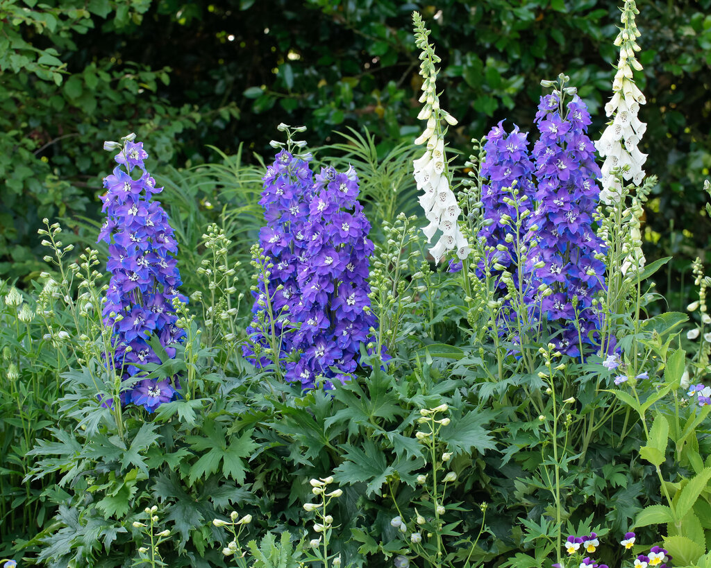 Delphinium Delgenius Breezin Pleasant View Gardens Delphinium Delgenius Breezin Pleasant View Gardens
