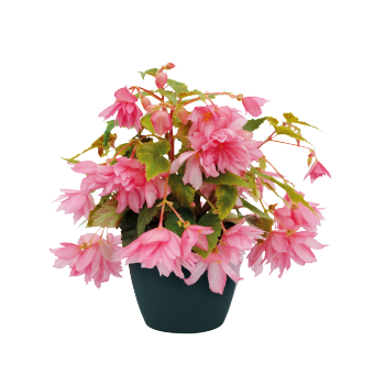 Begonia x hybrid - Funky® Light Pink - Pleasant View Gardens