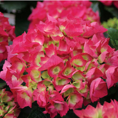 Hydrangea - Cityline® Vienna - Pleasant View Gardens