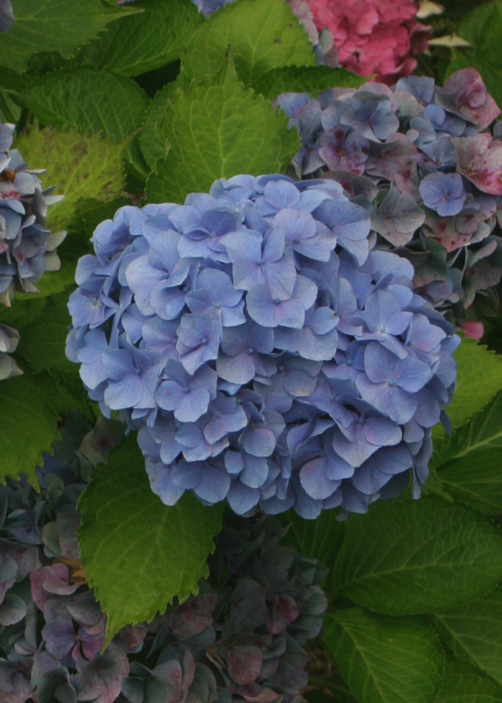Hydrangea - Cityline® Vienna - Pleasant View Gardens