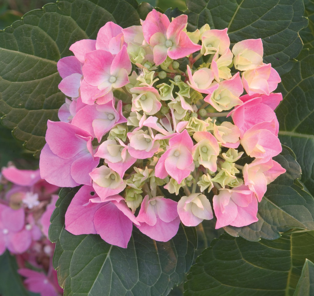 Hydrangea - Cityline® Vienna - Pleasant View Gardens