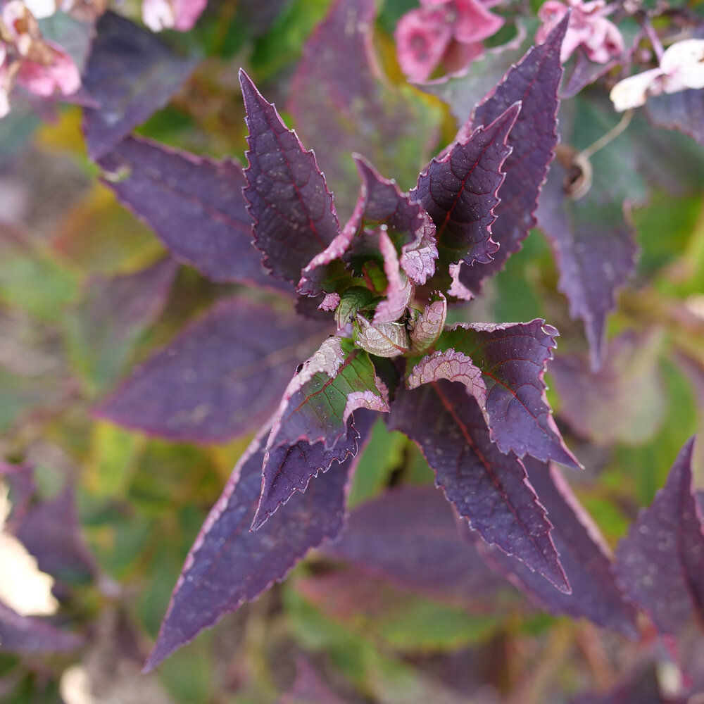 Hydrangea serrata - Reblooming Mountain Hydrangea - Tuff Stuff Top Fun ...