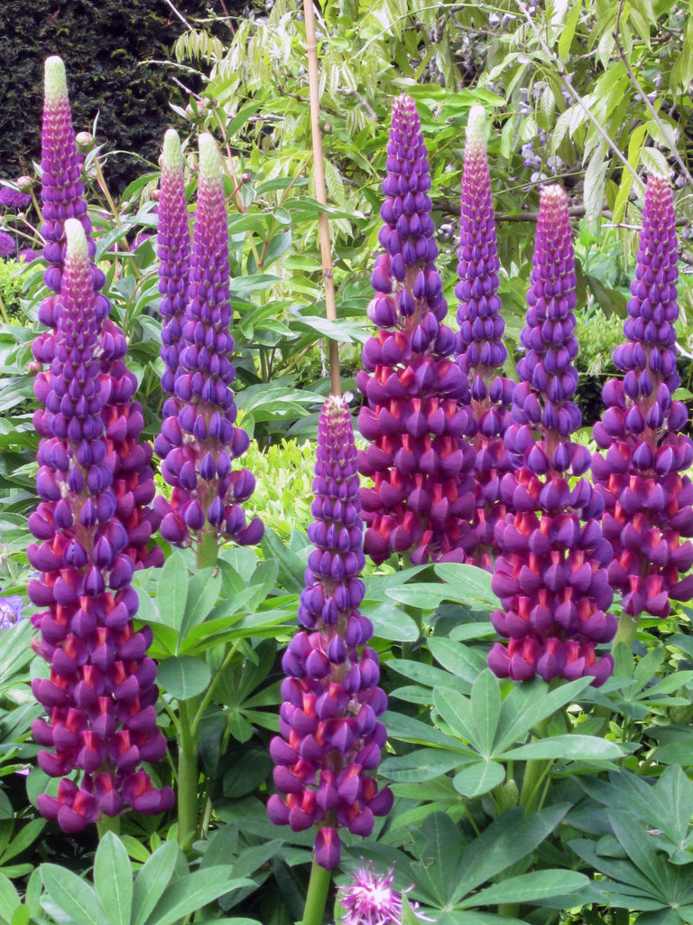Lupinus polyphyllus - Lupine - West Country™ 'Masterpiece' - Pleasant ...