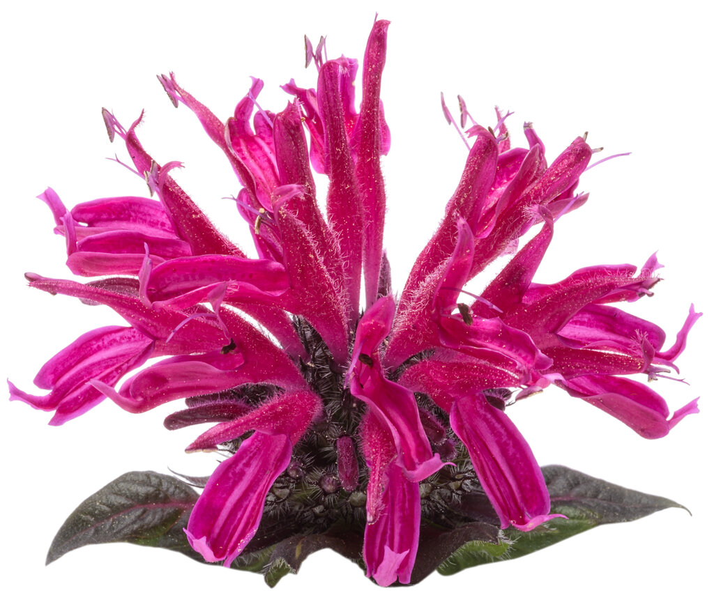 Monarda hybrid - Bee Balm - 'Leading Lady Razzberry' - Pleasant View ...