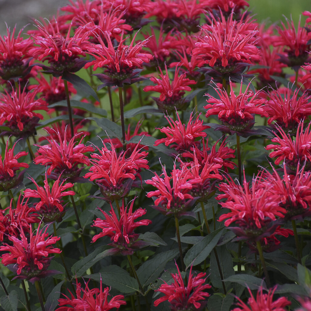 Monarda hybrid - Bee Balm - Upscale® 'Red Velvet' - Pleasant View Gardens