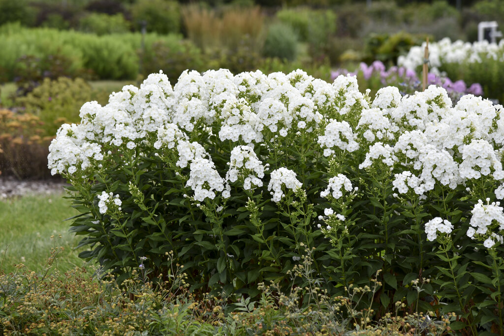 Phlox - Luminary™ 'Opalescence' - Pleasant View Gardens