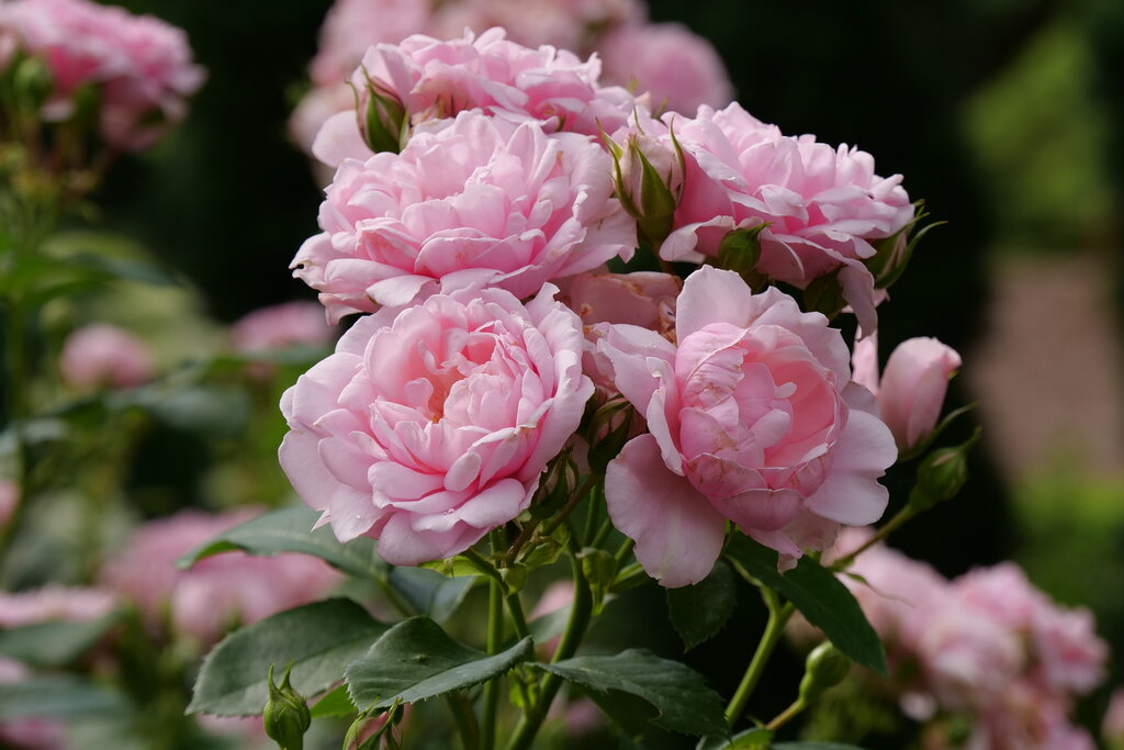 Rosa x - Rose - Reminiscent® Pink - Pleasant View Gardens