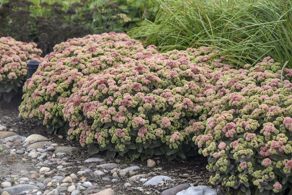 Sedum hybrid - Stonecrop - Rock 'N Grow® 'Coraljade' - Pleasant View ...