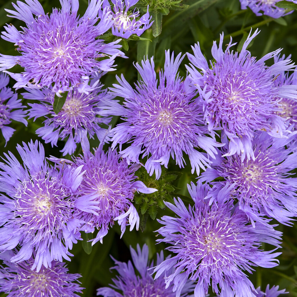 Stokesia laevis - Stoke's Aster - Totally Stoked™ 'Whitecaps ...
