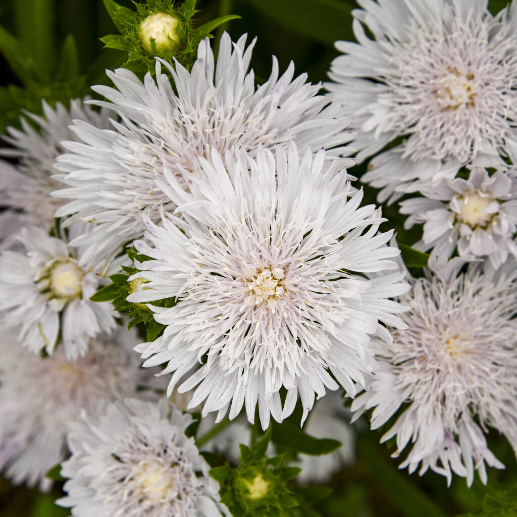 Stokesia laevis - Stoke's Aster - Totally Stoked™ 'Riptide' - Pleasant ...
