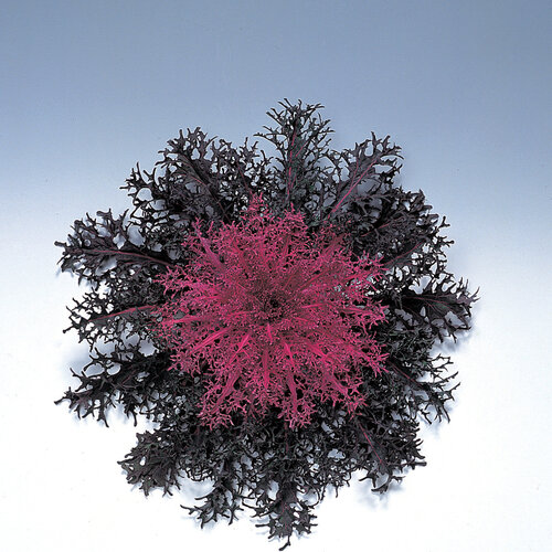 Peacock™ 'Red' - Flowering Kale - Brassica oleracea | Proven Winners