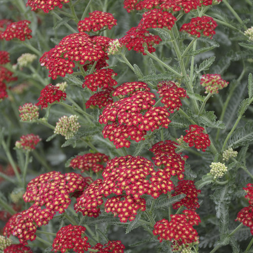 Sassy Summer Sangria - Yarrow - Achillea millefolium | Proven Winners