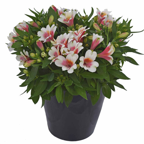 peruvian lily size
