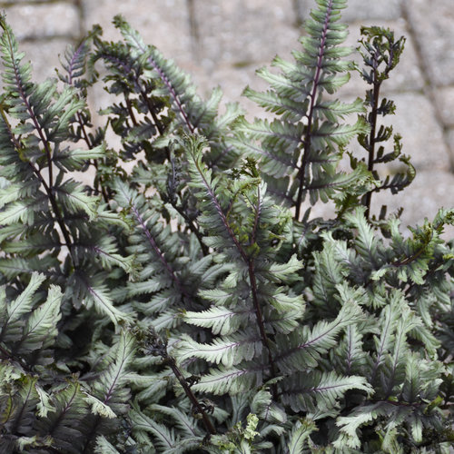 'Crested Surf' - Crested Japanese Painted Fern - Athyrium niponicum ...