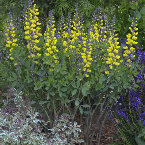 Decadence® 'Lemon Meringue' - False Indigo - Baptisia hybrid | Proven ...