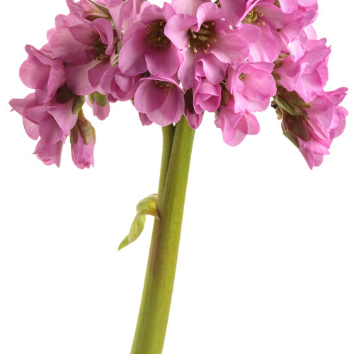Miss Piggy - Pigsqueak - Bergenia cordifolia | Proven Winners