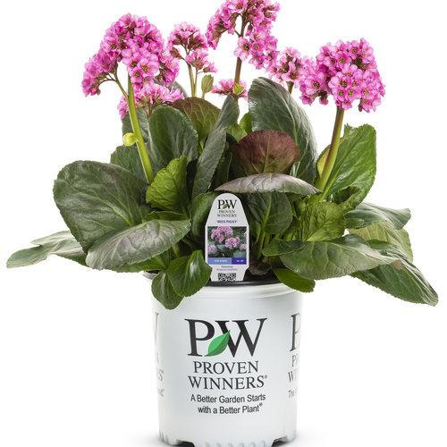 Miss Piggy - Pigsqueak - Bergenia cordifolia | Proven Winners