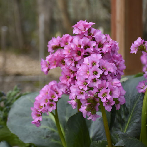 Miss Piggy - Pigsqueak - Bergenia cordifolia | Proven Winners