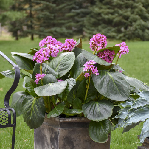 Miss Piggy - Pigsqueak - Bergenia cordifolia | Proven Winners