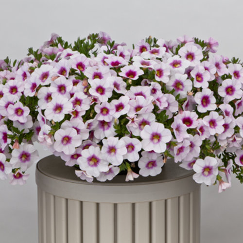 Cruze™ White Pink Eye - Calibrachoa hybrid | Proven Winners