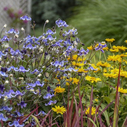 'Stand by Me' - Bush Clematis - Clematis hybrid | Proven Winners