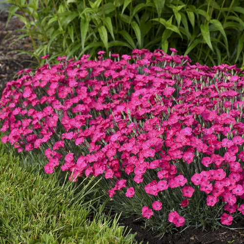 'Paint the Town Magenta' - Pinks - Dianthus hybrid | Proven Winners