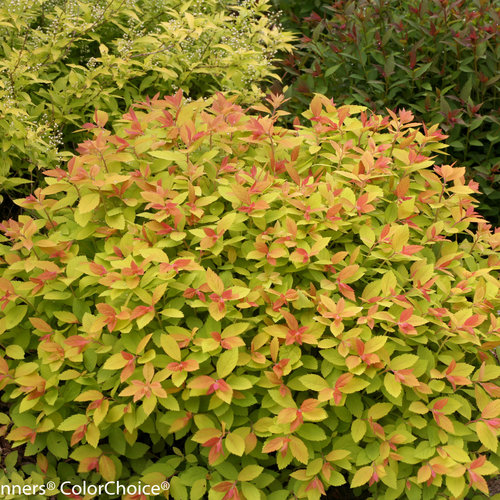Double Play® Artisan® - Spirea - Spiraea japonica | Proven Winners