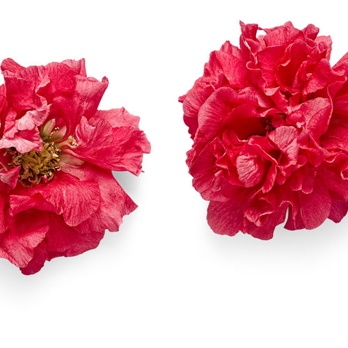 Double Take Pink™ - Quince - Chaenomeles speciosa | Proven Winners
