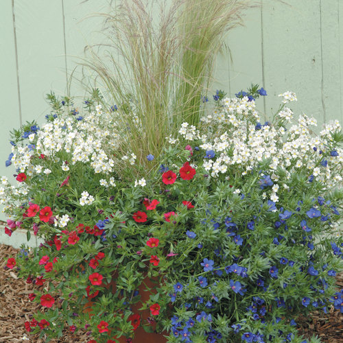 'Wildcat Blue' - Anagallis hybrid | Proven Winners