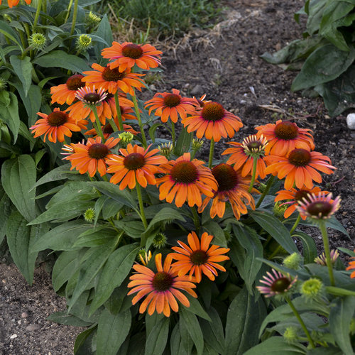 Color Coded™ 'Orange You Awesome' - Coneflower - Echinacea hybrid ...