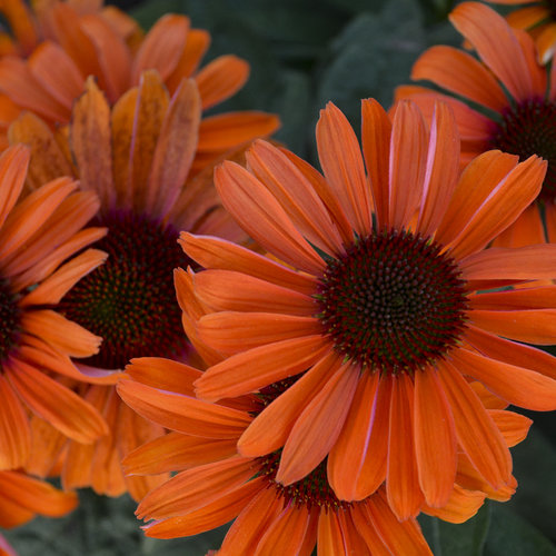 Color Coded™ 'Orange You Awesome' - Coneflower - Echinacea hybrid ...