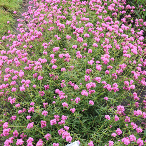 Truffula™ Pink - Globe Amaranth - Gomphrena pulchella | Proven Winners