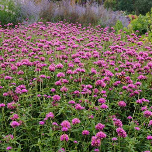 Truffula™ Pink - Globe Amaranth - Gomphrena pulchella | Proven Winners