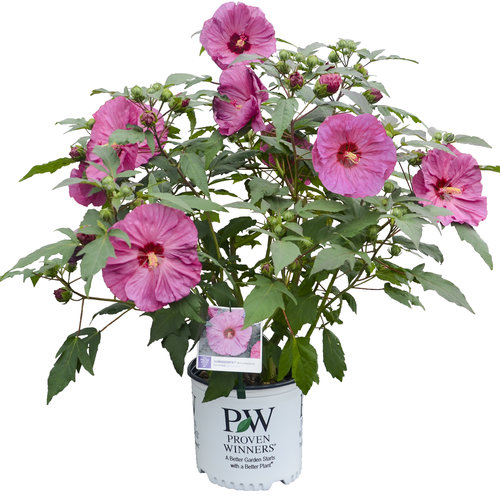 Summerific® 'Berry Awesome' - Rose Mallow - Hibiscus hybrid | Proven ...